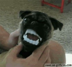 Dog With Vampire Teeth Bite GIF | GIFDB.com