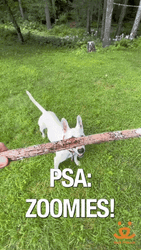 Dog Zoomies Reminder Of Their Wild Side GIF | GIFDB.com