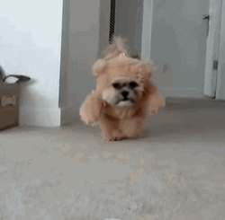 Doggo Acting Like An Ewok GIF | GIFDB.com
