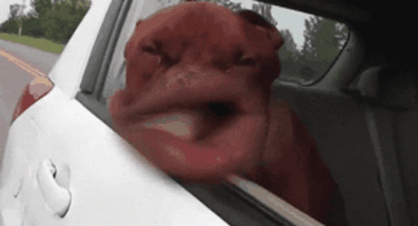 Doggo Distorted Face Road Trip Meme GIF | GIFDB.com