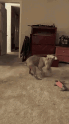 Dogo Argentino Energetic Dog Chasing Tail GIF | GIFDB.com