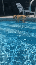 Dogpool Jumping Into Pool GIF | GIFDB.com