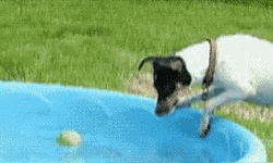 Dogpool Playing Pool Ball GIF | GIFDB.com