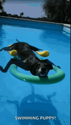 Dogpool Swimming Puppy GIF | GIFDB.com