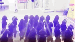 Dogs Rave Party Time GIF | GIFDB.com