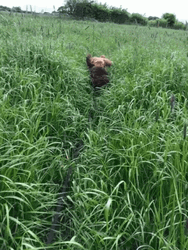 Dogs Running Through The Grass GIF | GIFDB.com