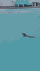 Dogs Swimming In Pool GIF | GIFDB.com