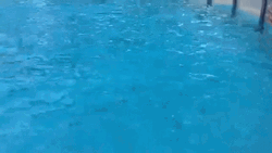 Dolphin Doing Tricks GIF | GIFDB.com