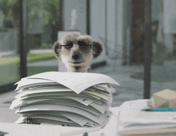 Done And Done Meerkat Drop Papers GIF | GIFDB.com