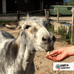 Donkey Loves Snacks GIF | GIFDB.com