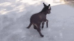 Donkey Playing Around GIF | GIFDB.com
