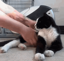 Dragging Cat From Away GIF | GIFDB.com