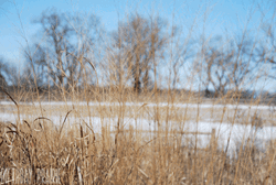 Dried Grass Plant Swaying GIF | GIFDB.com