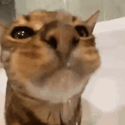 Cat Drinking Flowing Water GIF | GIFDB.com