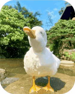 Duck Dance To Say Hi GIF | GIFDB.com