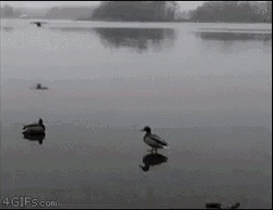 Duck Hunting In Cold Weather GIF | GIFDB.com