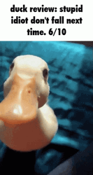 Duck Review Falling Fail Meme GIF | GIFDB.com