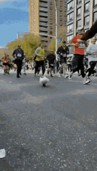 Duck Running In Triathlon GIF | GIFDB.com