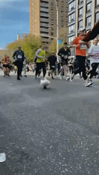 Duck Running Marathon GIF | GIFDB.com