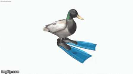 Duck Spinning 498 X 278 Gif GIF | GIFDB.com