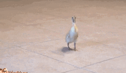Duck Waddle While Following A Cat GIF | GIFDB.com