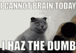 Dumb Cat I Cannot Brain Today GIF | GIFDB.com