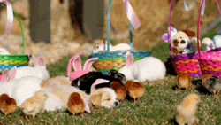 Easter Bunny Egg Barf GIF | GIFDB.com