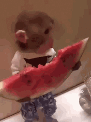 Eating Watermelon Dressed Monkey Chimp GIF | GIFDB.com