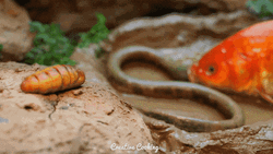 Eel Land Creeping GIF | GIFDB.com