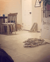 Embarrassed Cat Tripped Running GIF | GIFDB.com