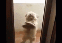 Enjoy Dancing Pug Dog GIF | GIFDB.com