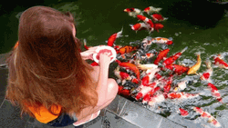 Entertainig Koi Fish Feeding Activity GIF | GIFDB.com