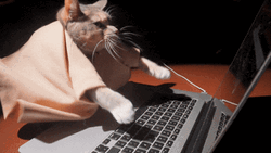 Entertaining Cat Typing Keyboard Pretending To Work GIF | GIFDB.com