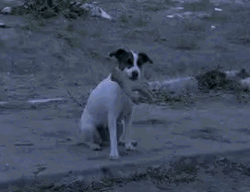 Eurotrip Jack Russell Terrier Dog GIF | GIFDB.com