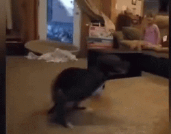 Excited Dog Spinning Around The Living Room GIF | GIFDB.com