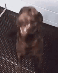 Excited Brown Dog Tapping Paws GIF | GIFDB.com