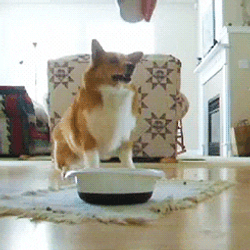 Excited Dog Corgi Food Bowl Fail GIF | GIFDB.com