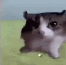 Explode Cat Explosion GIF | GIFDB.com