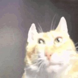 Explode Cat Just Exploded GIF | GIFDB.com
