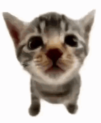 Explode Cat Just Vanished GIF | GIFDB.com