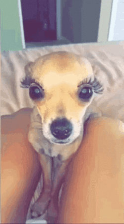 Eyelashes On Dog Blinking GIF | GIFDB.com