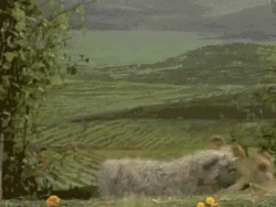 Falling And Stumbling Kermit The Frog GIF | GIFDB.com