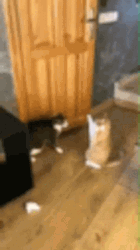 Playing Cat Falling Down GIF | GIFDB.com