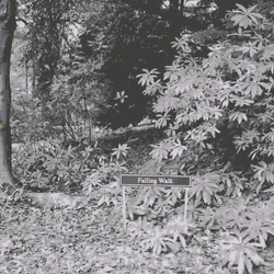 Falling Woman In Forest GIF | GIFDB.com