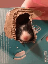 Fancy Black Mouse Sniffing GIF | GIFDB.com
