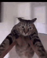 Fat Annoyed Spinning Cat GIF | GIFDB.com
