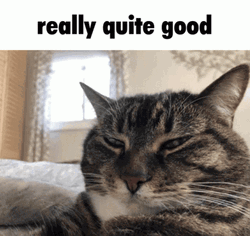 Fat Cat Quiet GIF | GIFDB.com
