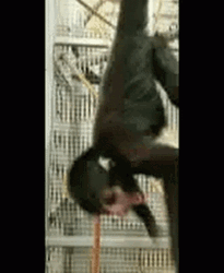 Fat Monkey Trying To Attack GIF | GIFDB.com