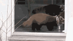 Fighting Red Pandas GIF | GIFDB.com