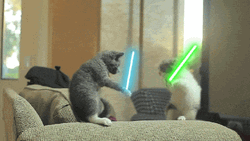 Funny Cute Cat Fighting GIF | GIFDB.com
